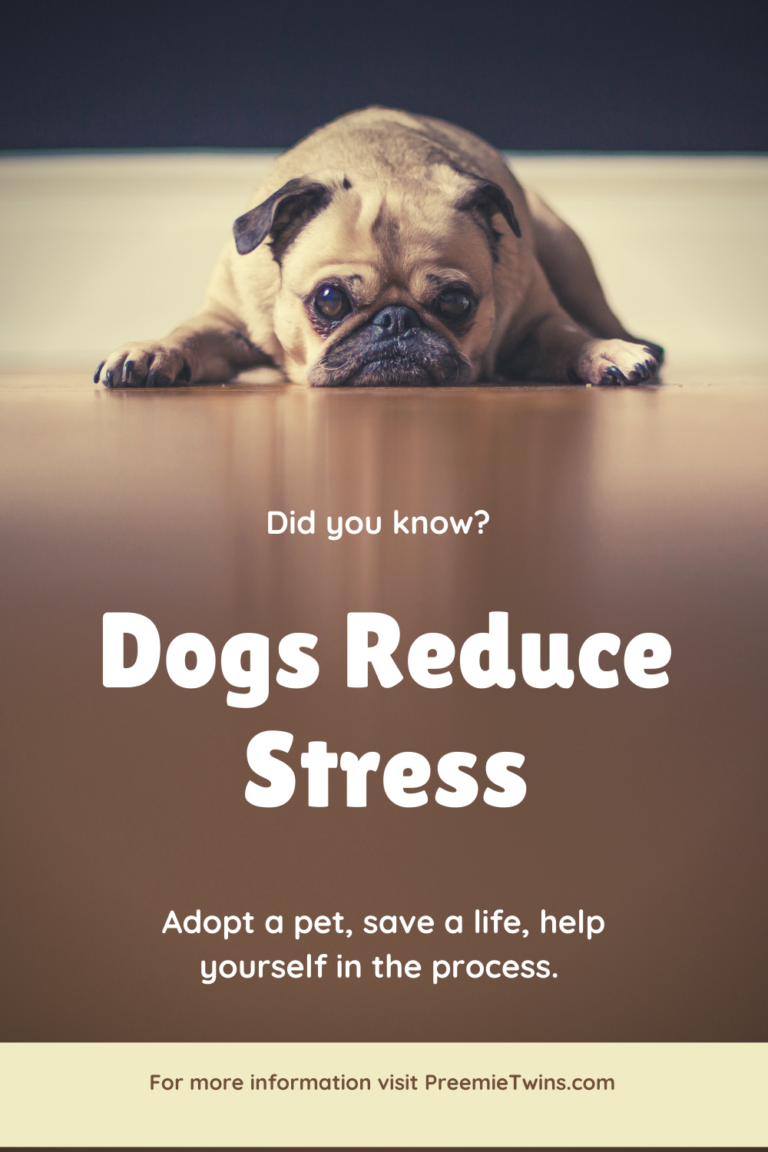 How Dogs Can Help Reduce Your Stress - Preemie Twins Baby Blog